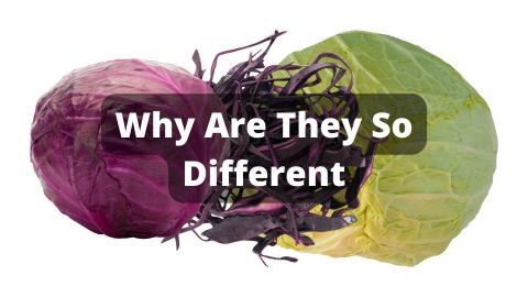 Red Cabbage vs Green Cabbage: The Ultimate Showdown: - Nutrition