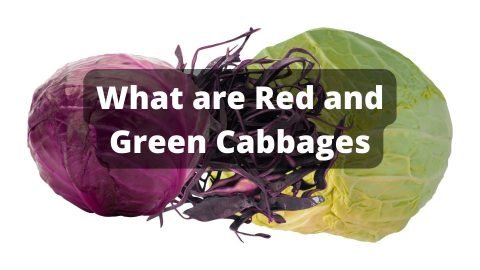Red Cabbage vs Green Cabbage: The Ultimate Showdown: - Nutrition